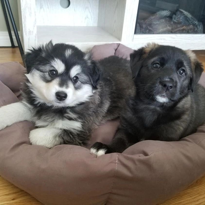 Dog Rescue Shelter | Spirit of Hope Rescue | Spirit of Hope Rescue