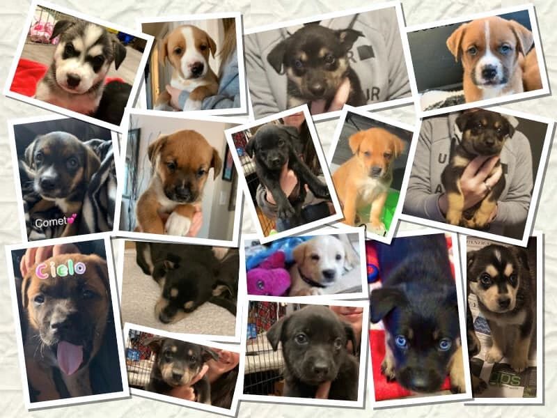 Get in Touch | Spirit of Hope Rescue | Spirit of Hope Rescue