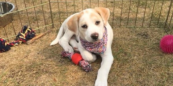 Dog Rescue Shelter | Spirit of Hope Rescue