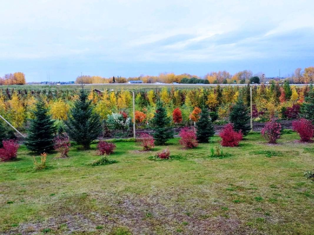 Rainy Creek Tree Farm