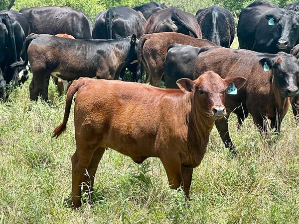 Beefmaster Educational Endowment Foundation