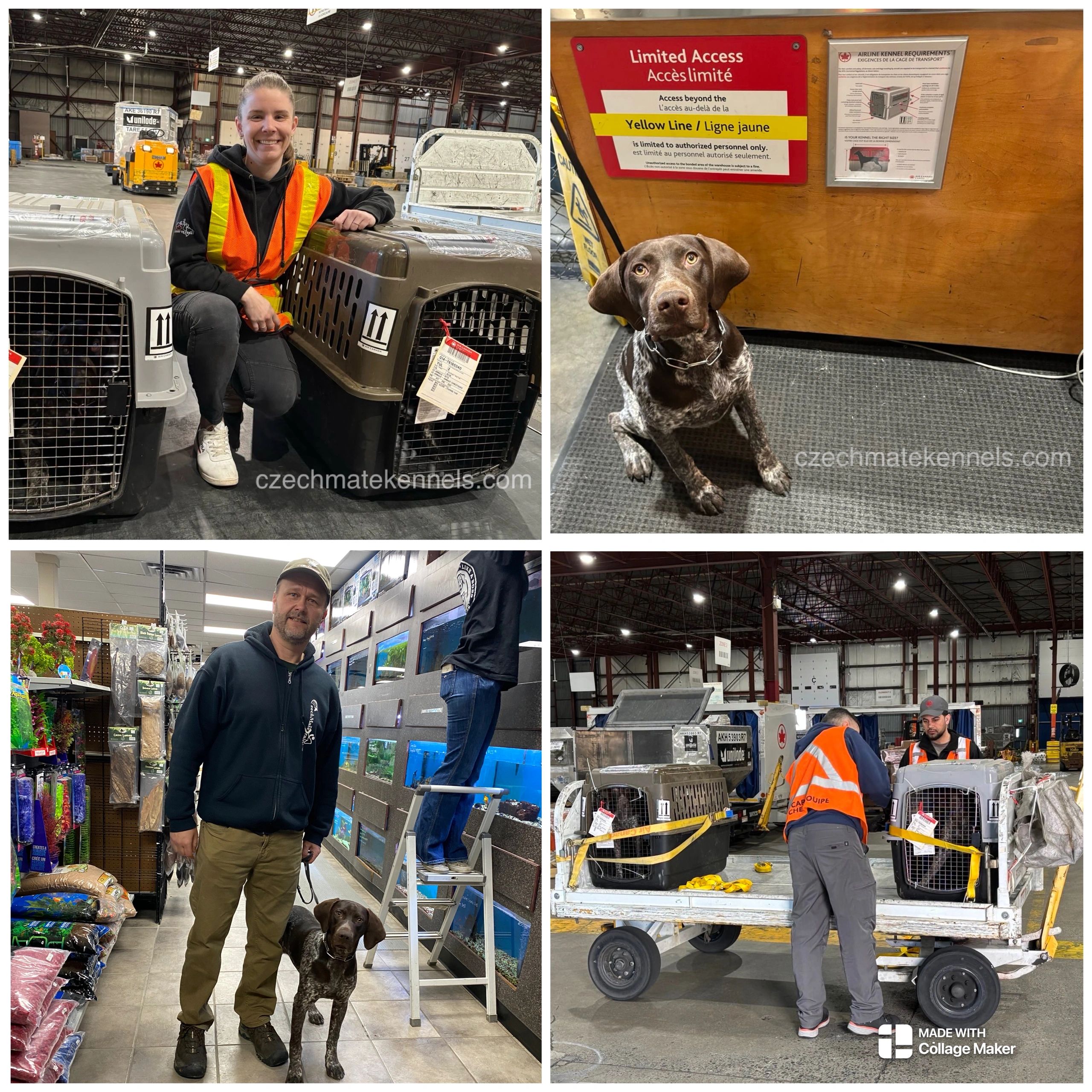 GSP puppies leaving for Border Services