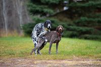 How dogs make puppies