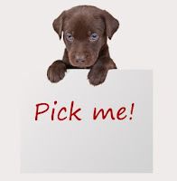How to pick new GSP Puppy and Malinois puppy