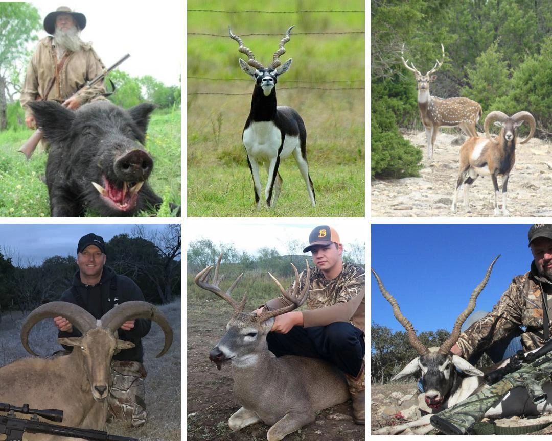 BOSS HOG HUNTS - Hog Hunting, Hog Hunting, Hunting Hunt, Outdoors