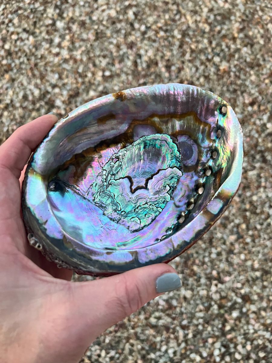Pink Abalone Shell