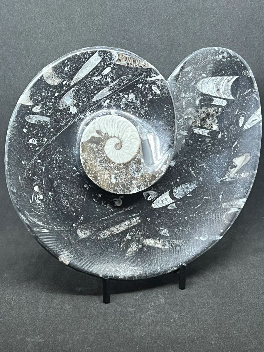 Orthoceras Fossil: Shell Shape Dish