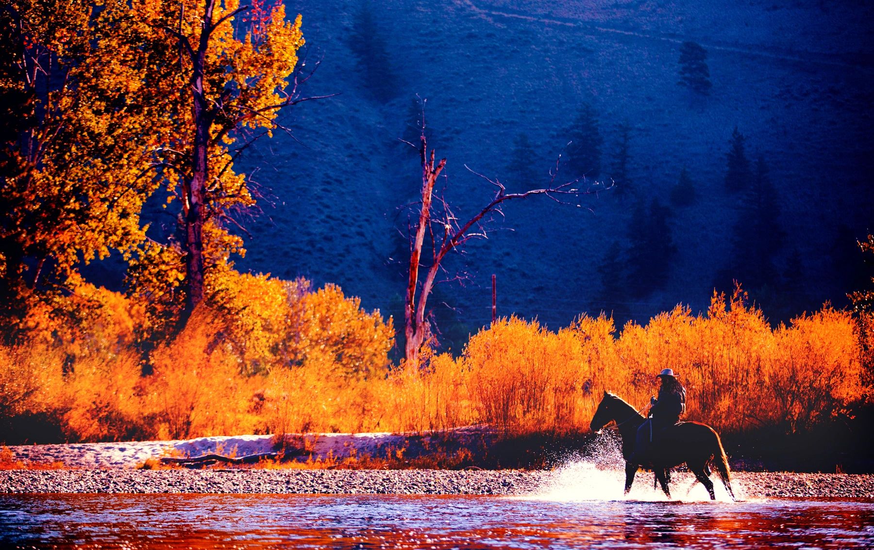 The Dougan Collection