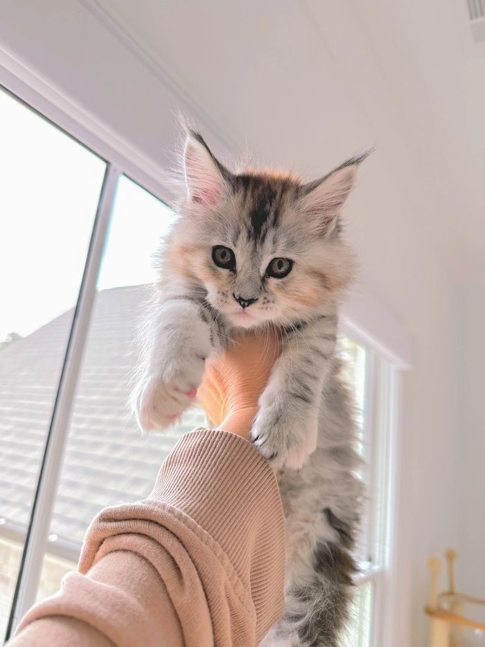 Premium Maine Coon Cattery