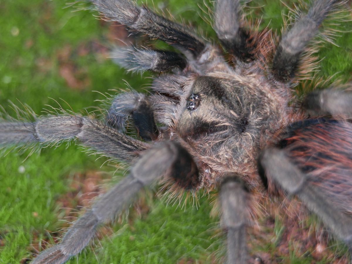 Phormictopus auratus .5'' Cuban bronze tarantula