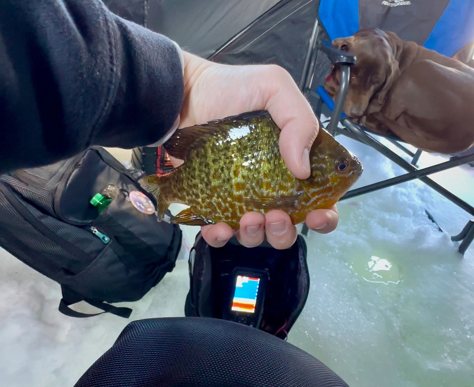 How to Fillet a Bluegill: A Step-by-Step Guide