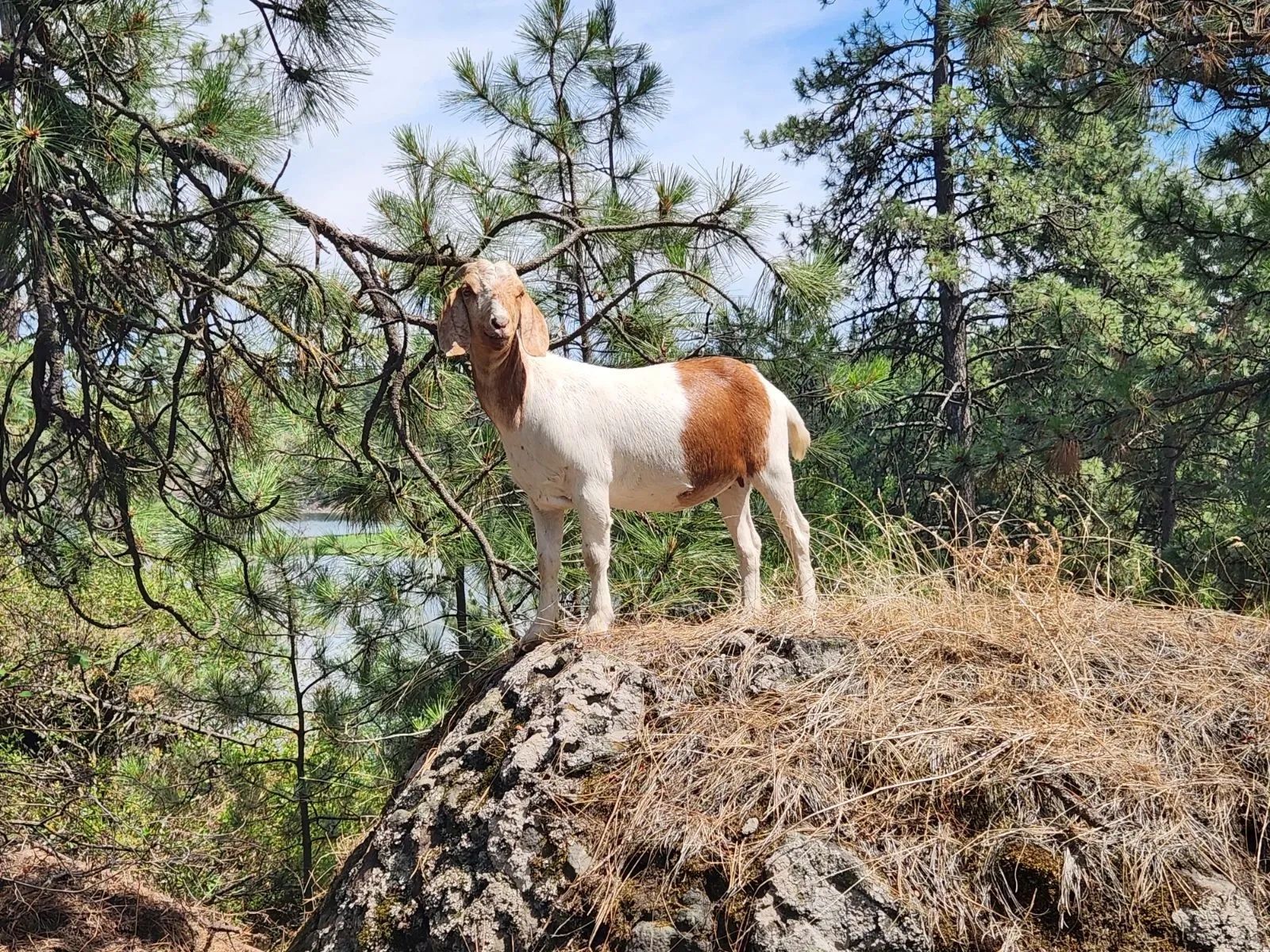 Professional Goat Land Clearing Services
