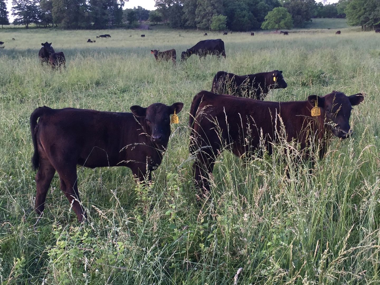 COOPER CATTLE