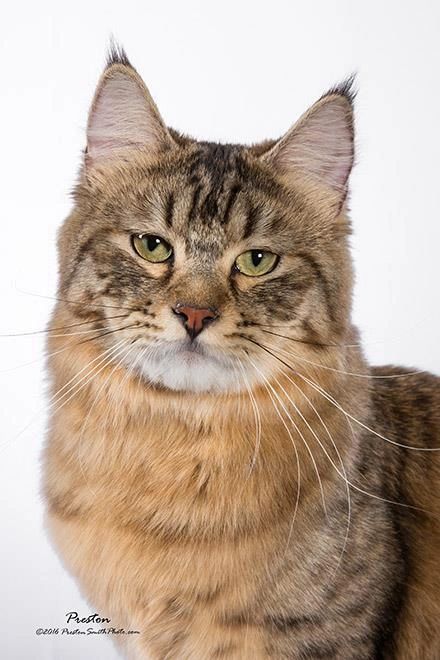 ColoradoPixies Cattery - ColoradoPixies, Pixie Bob Cat Breeder