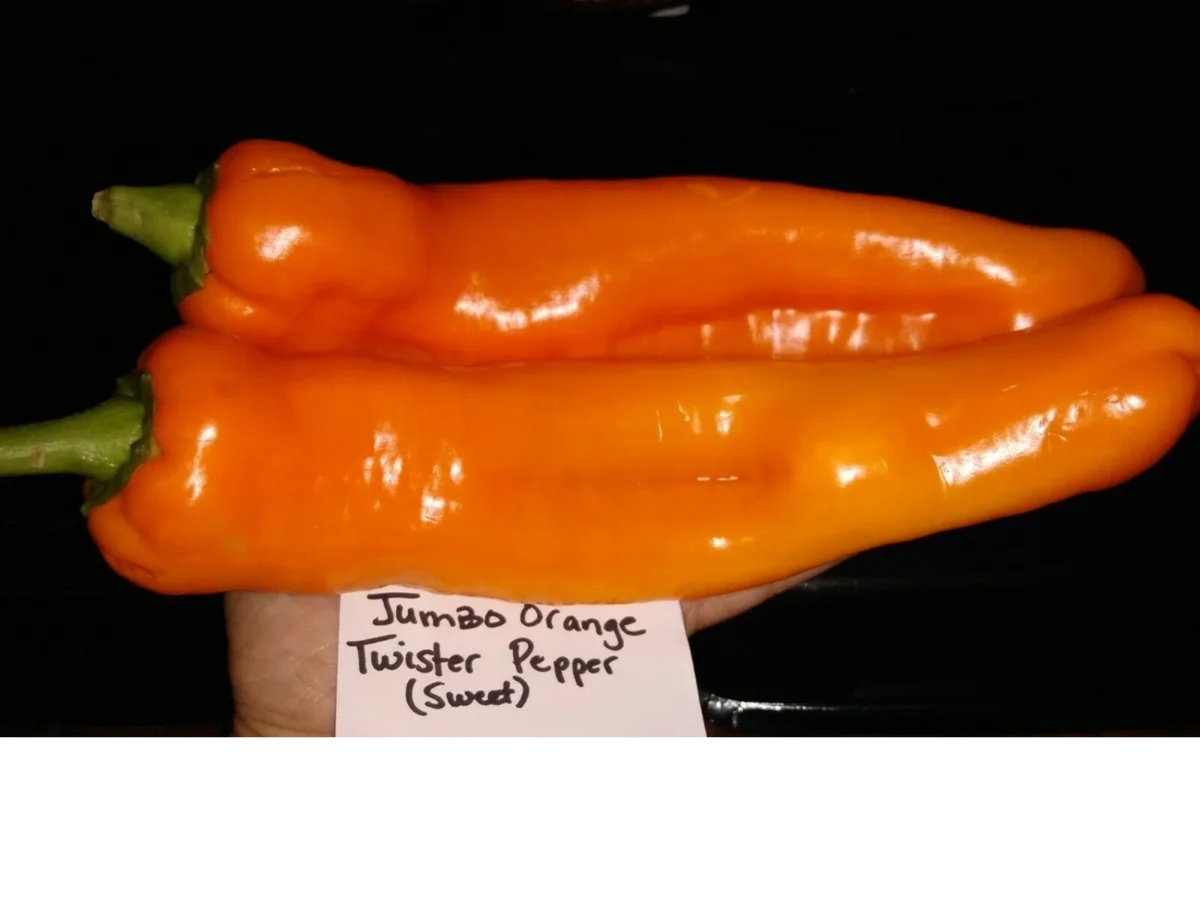 Jumbo Orange Twister Pepper