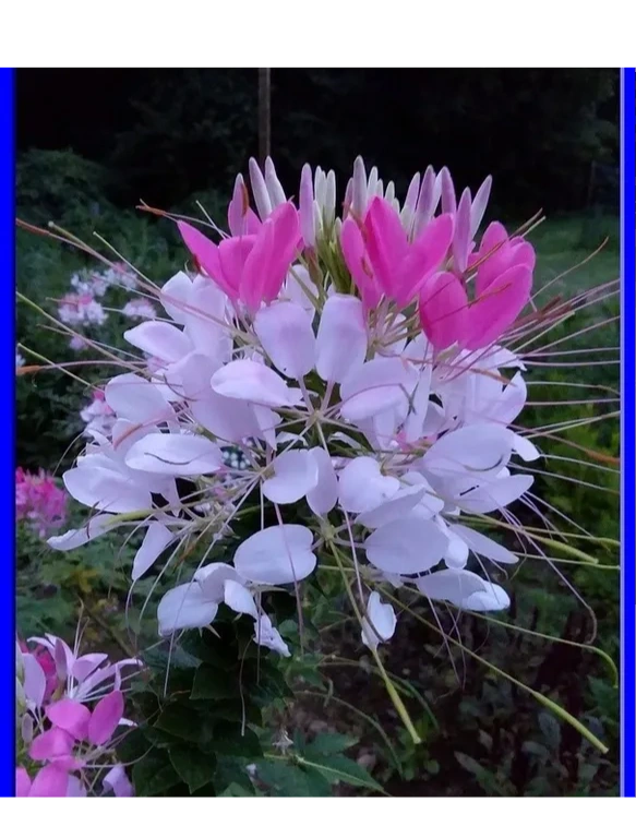 Rose Queen Cleome Seeds- (Spider Flower)
