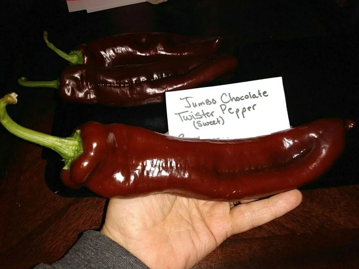Jumbo Chocolate Twister Pepper (Very Sweet)