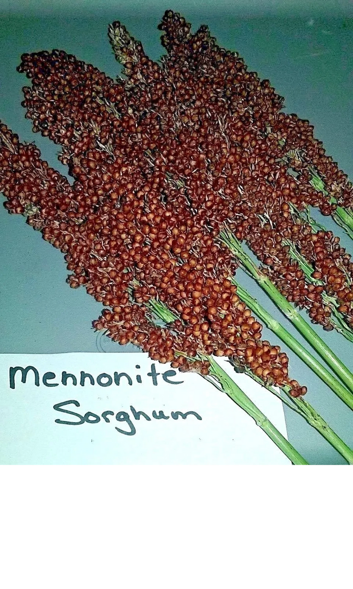 Mennonite Sorghum Seeds BEST FOR SYRUP- HIGH YIELDS!