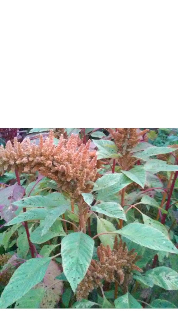 Golden Giant Amaranth Seeds