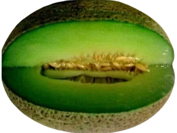 Green Nutmeg Melon