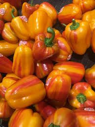 Striped Aloha Bell Pepper Seeds