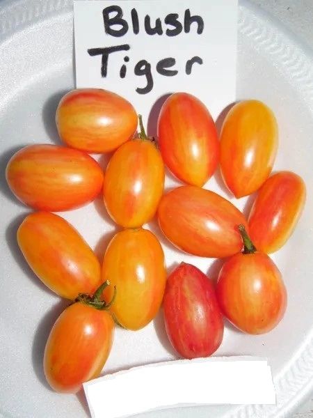 Blush Tiger Tomato Seeds