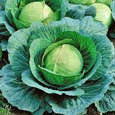 Early Round Dutch Cabbage Seeds
