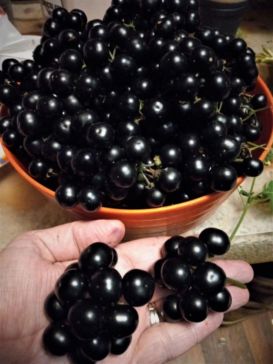 Giant Garden Huckleberry Seeds
