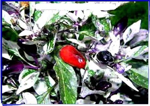 Calico Variegated Ornamental Hot Pepper Seeds