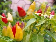 Purira Pepper Seeds