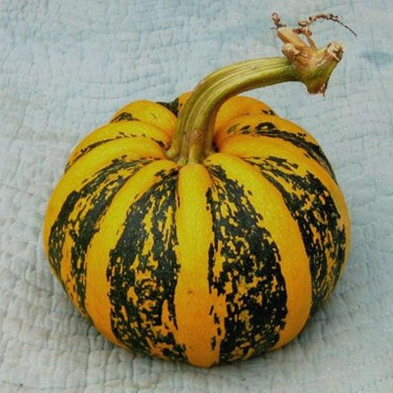 American Tondo Pumpkin/Squash Seeds