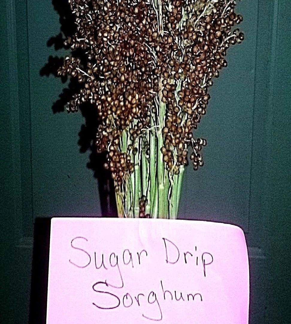 Sugar Drip Sorghum Seeds