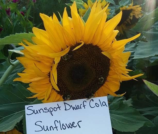 Sun Spot Dwarf Cola Sunflower Seeds
