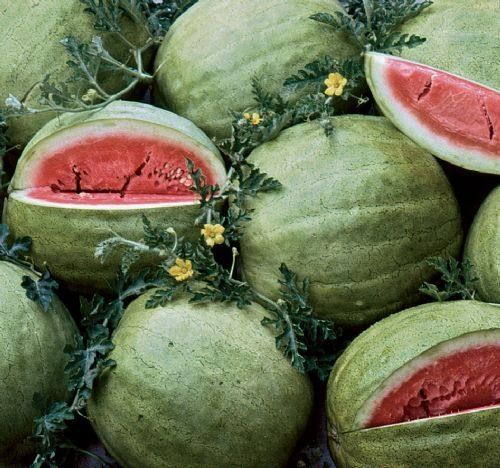 Chelsea Watermelon