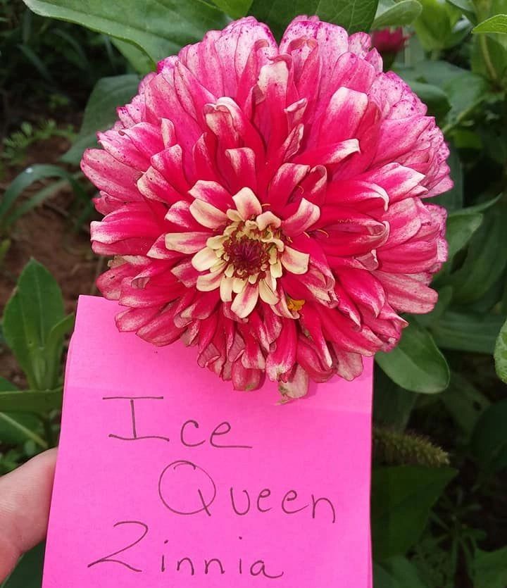 Ice Queen Zinnia Seeds