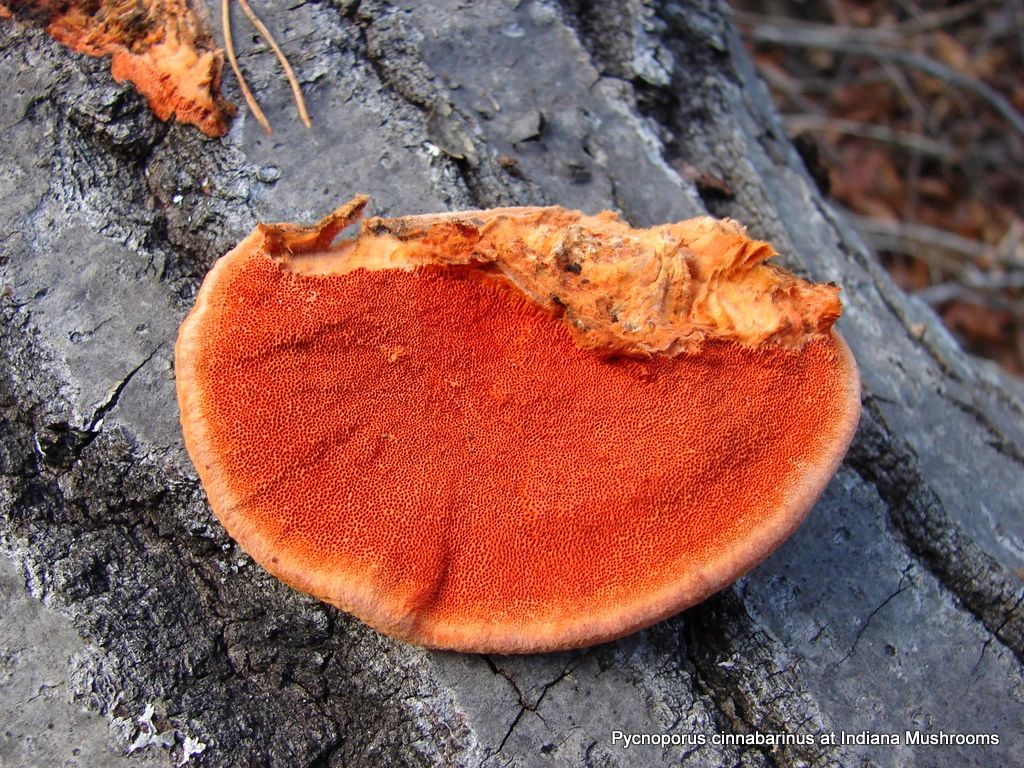 Cinnamon Polypore (Trametes Cinnabaris)