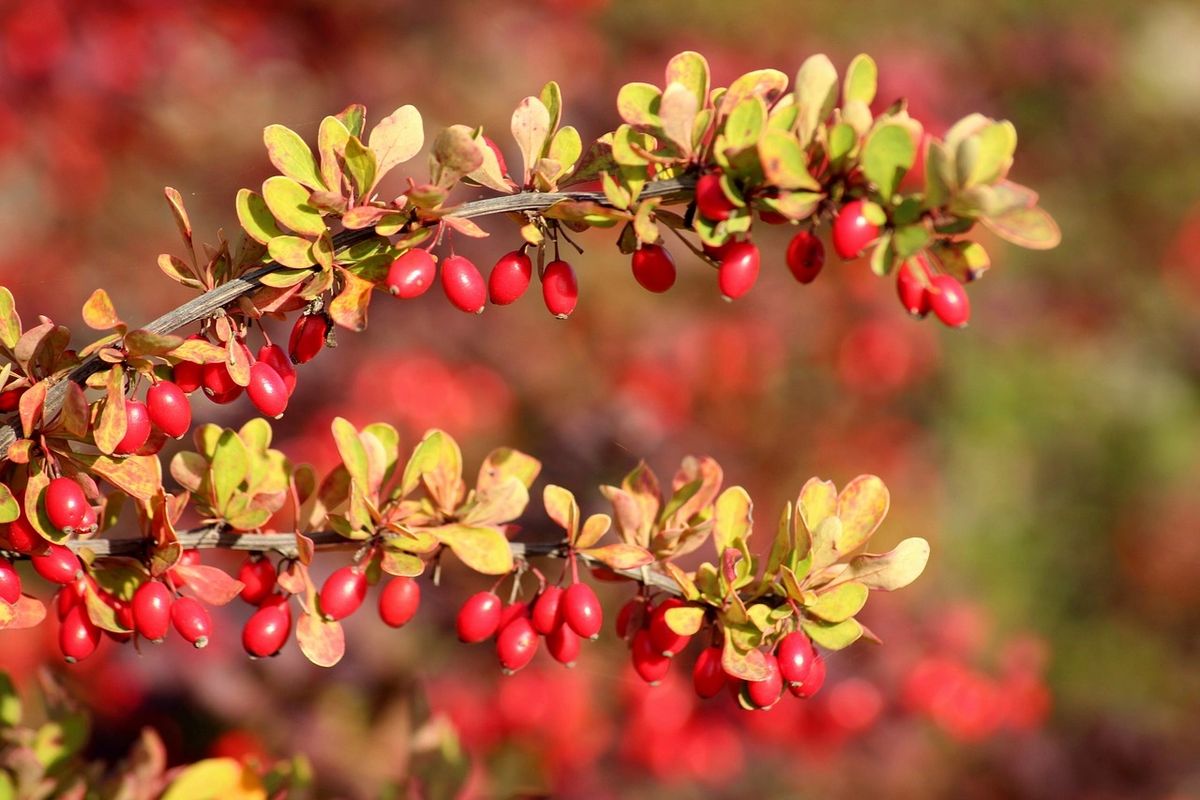 Barberry Root Extract (Berberis thunbergii)