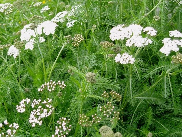 Yarrow