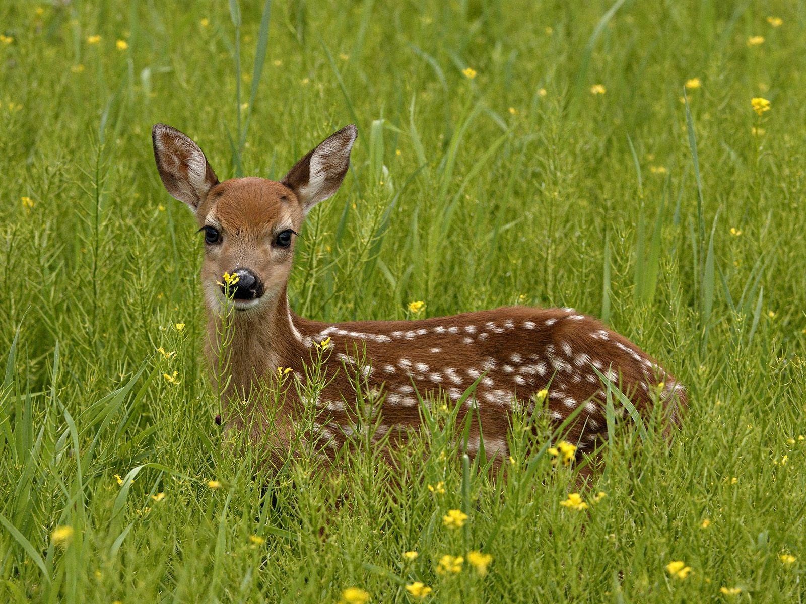 Fawn Lake Community Association - Single-Family Homes, Horse Stalls ...