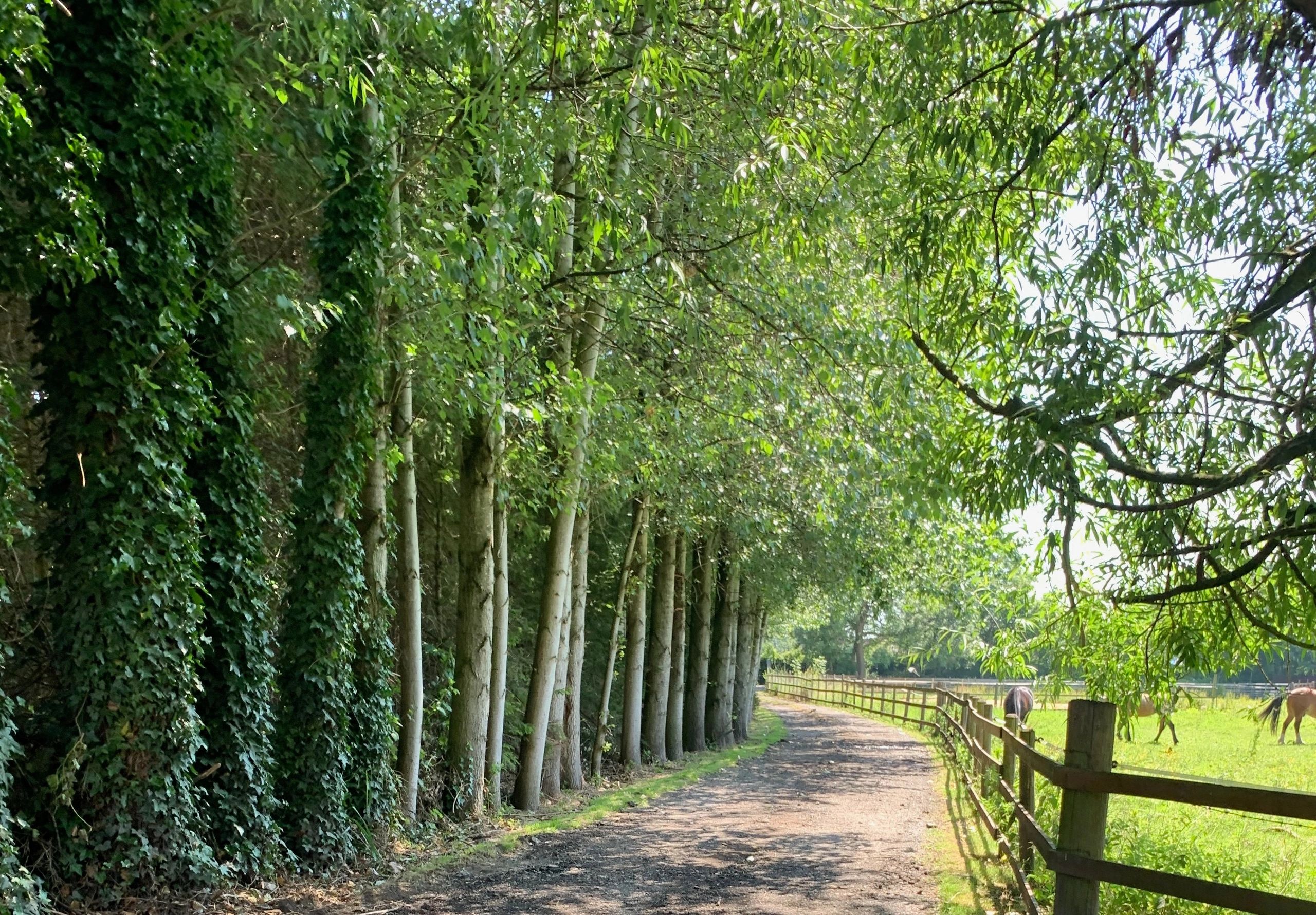 Bespoke Individual Pet Farewells | Fir Tree Pet Crematorium