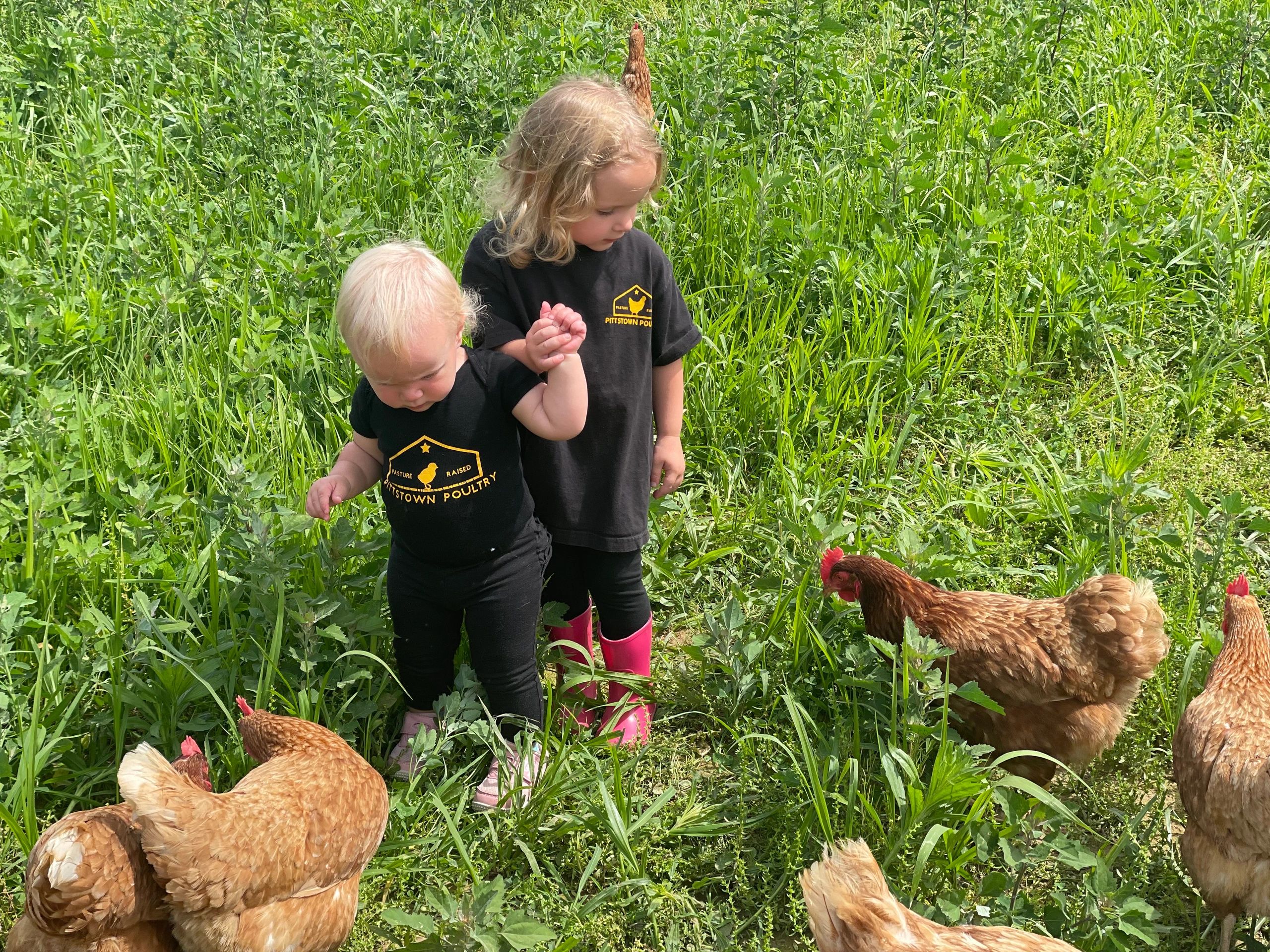 Pittstown Poultry: Your Trusted Chicken Farm