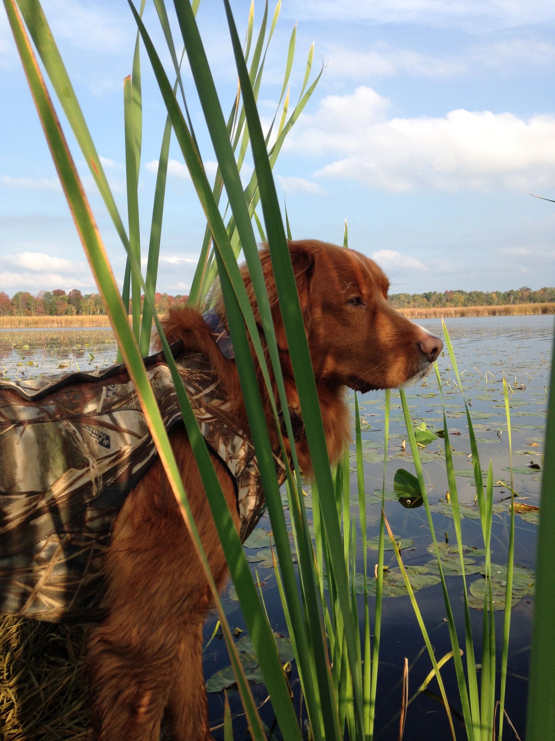Delrickbay Tollers - Nova Scotia Duck Tolling Retriever Breeder, Toller ...
