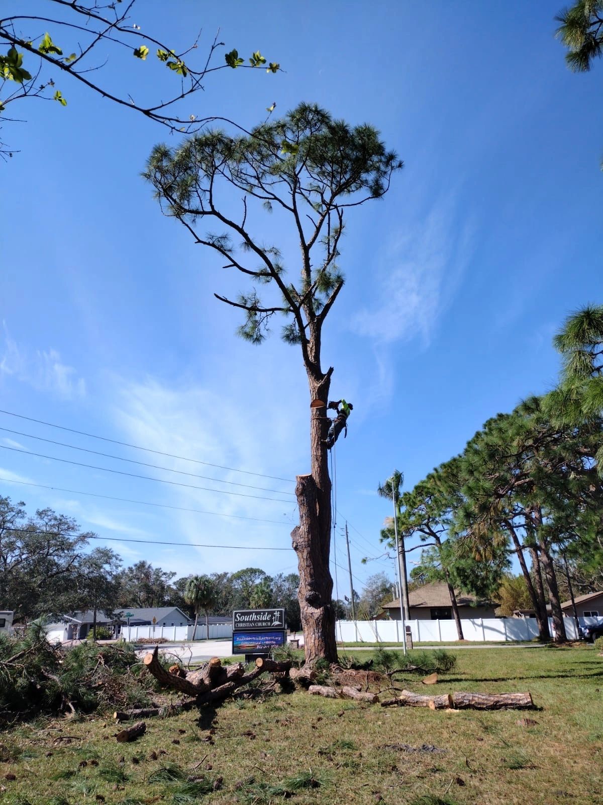 Tree Removal | TREE OPERATION Expert Tree Service