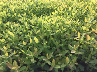 PPS Fruit Trees - Fruit Trees, Plant Nursery, Plants | PPS Fruit Trees