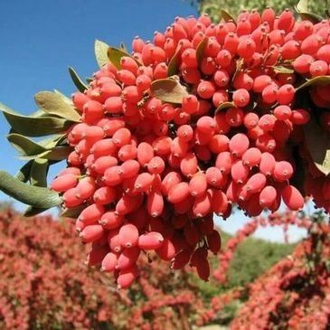 Natural Dried Barberries Fruit Online