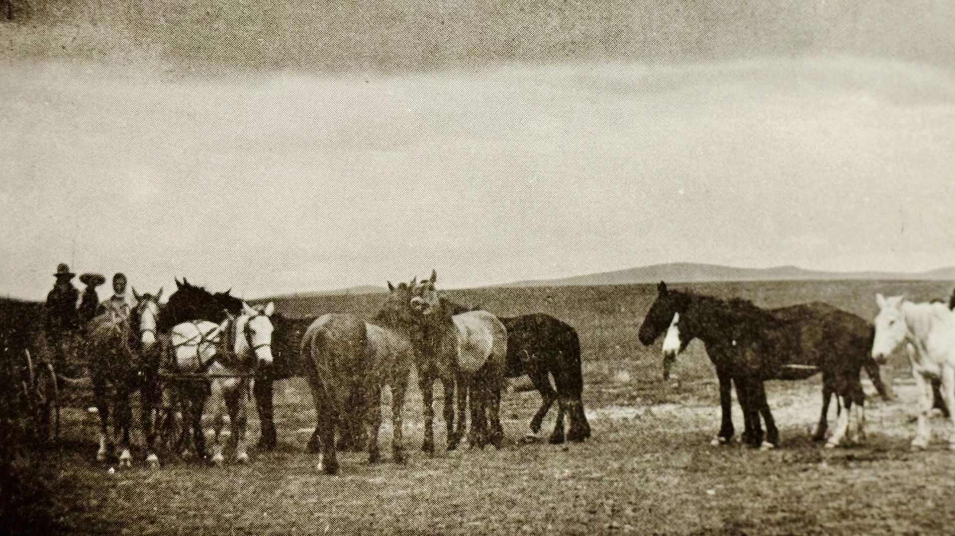 cowboysharpening.com - Scissor Sharpening, Tool Sharpening Sharp Grind ...