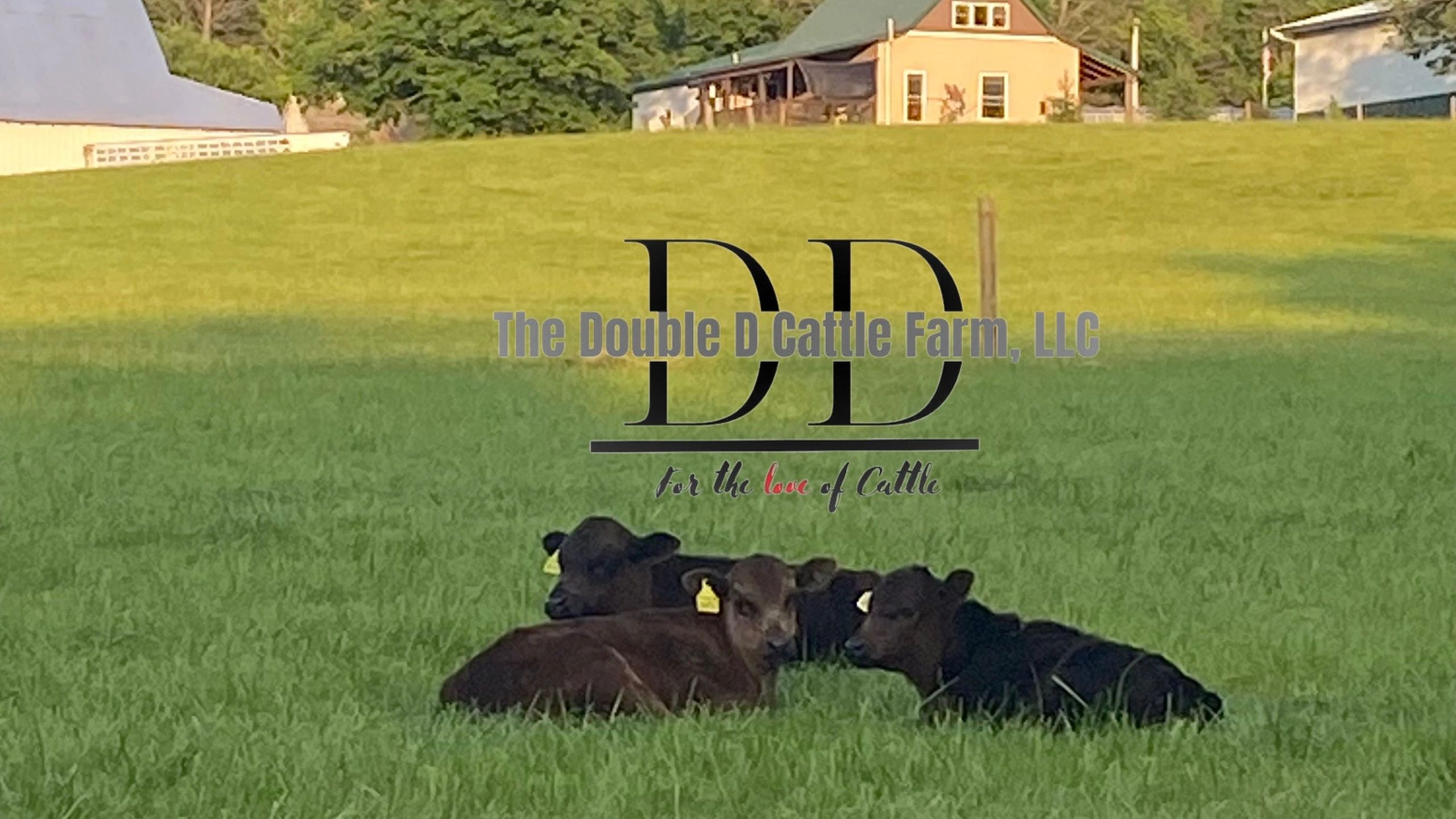 Livestock Dealer in Indiana - The Double D Cattle Farm LLC