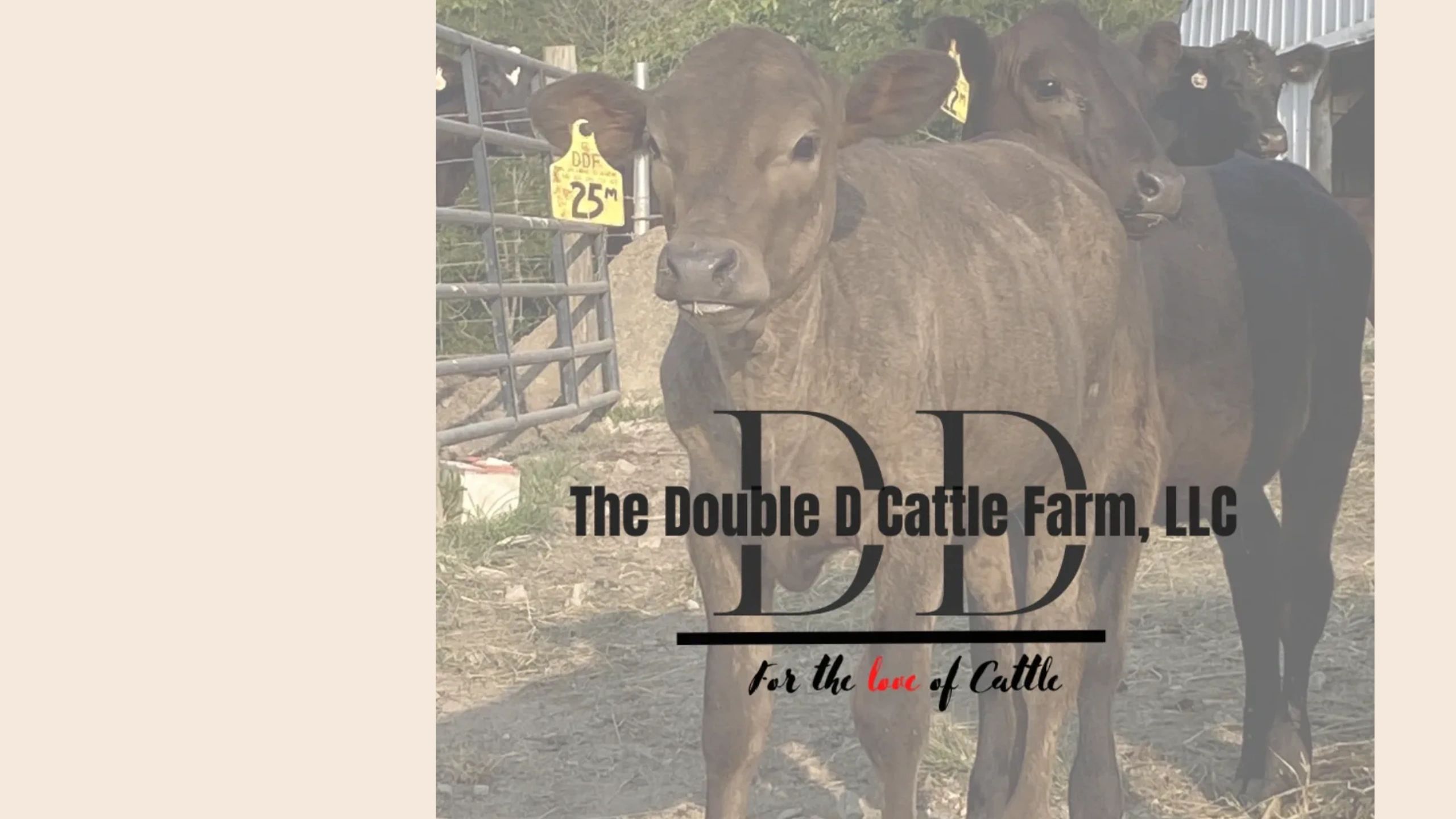 High-Quality Wagyu Beef - The Double D Cattle Farm LLC
