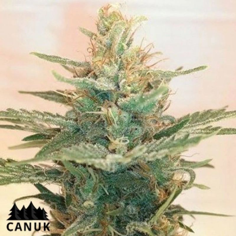 Lemonade OG Feminized 7 Seeds (Canuk Seeds)