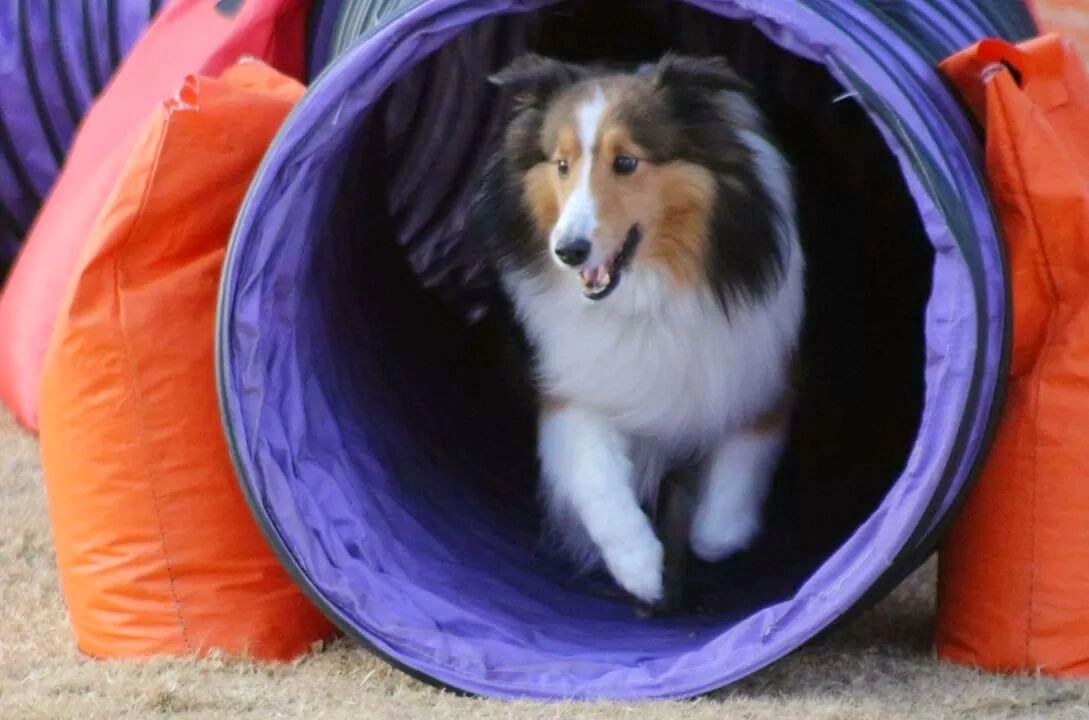 Rescue Merchandise | Southwest Collie and Sheltie Rescue, Inc.